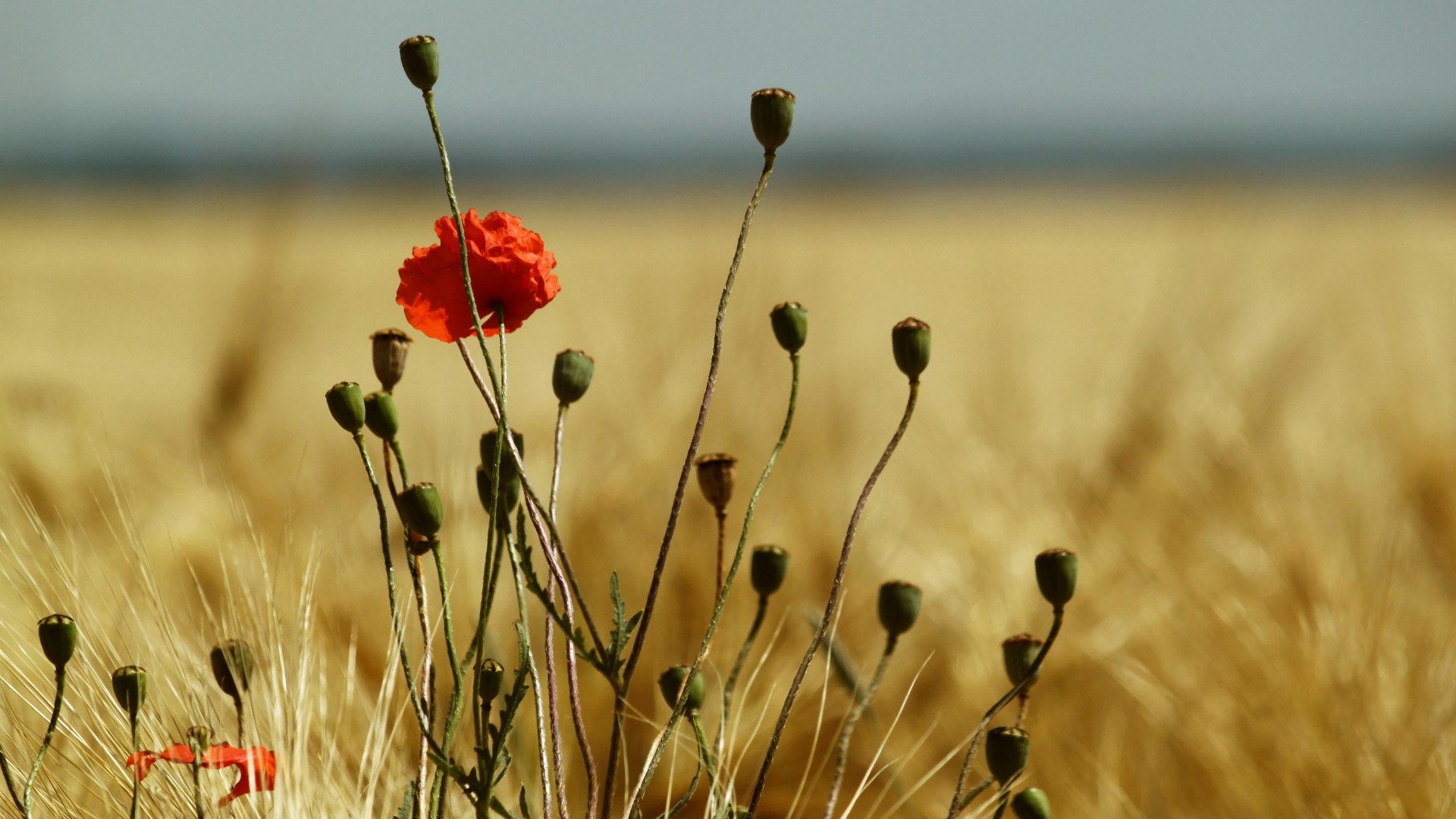 Slike za ozadje - Kako spremeniti ozadje?