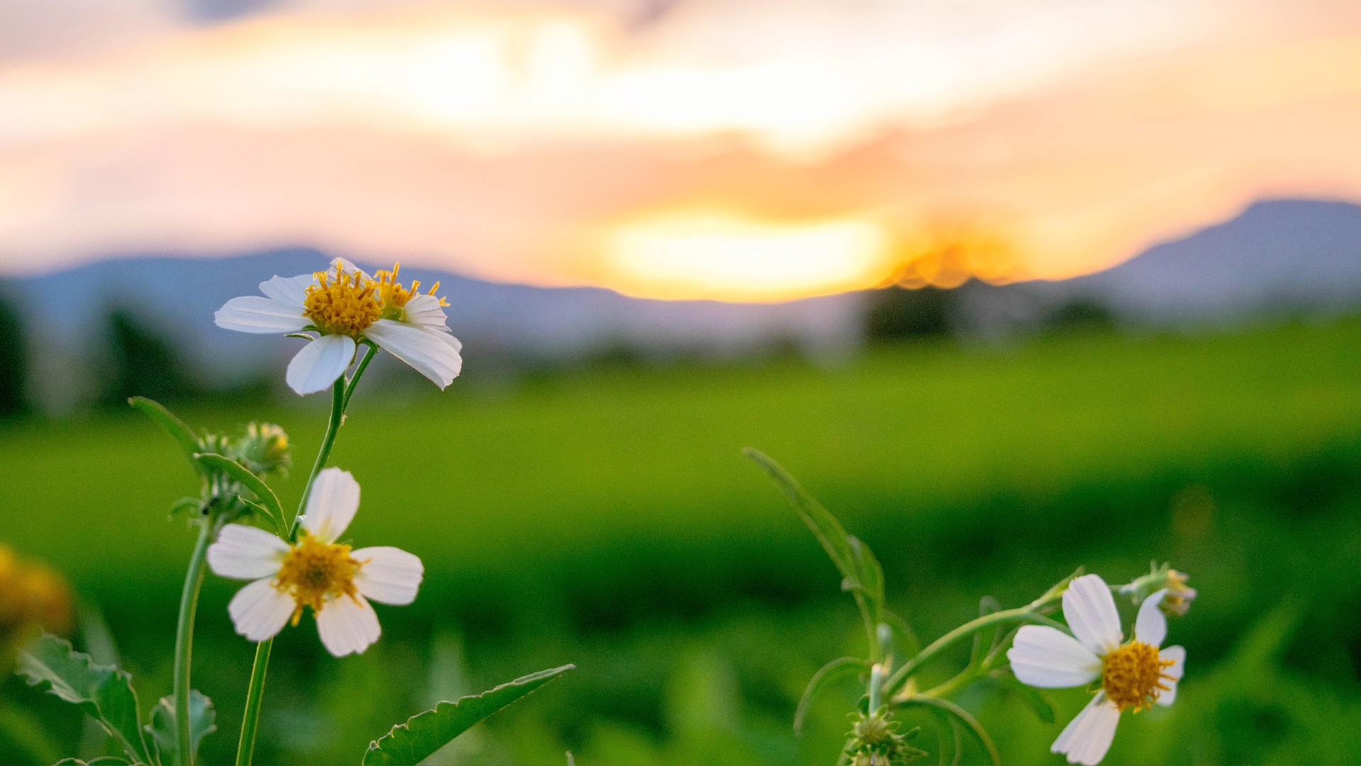 Slike za ozadje - Kako spremeniti ozadje?