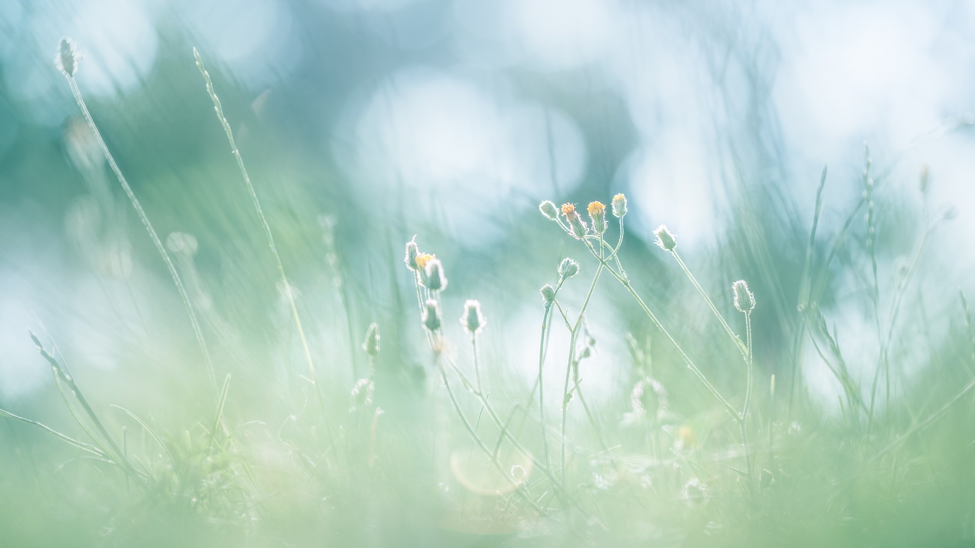 Slike za ozadje - Kako spremeniti ozadje?