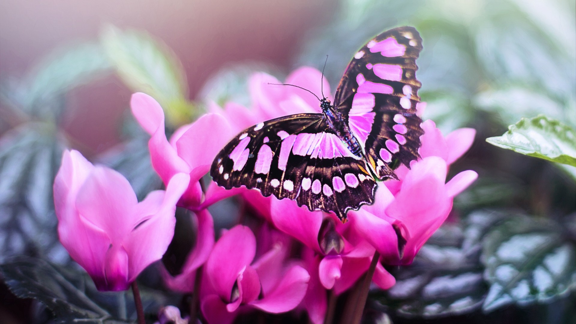 Slike za ozadje - Kako spremeniti ozadje?